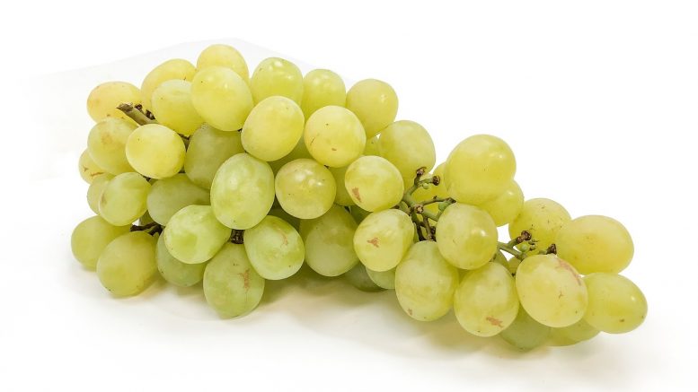 grapes – The Acronym | IMSA's Official Student Newspaper