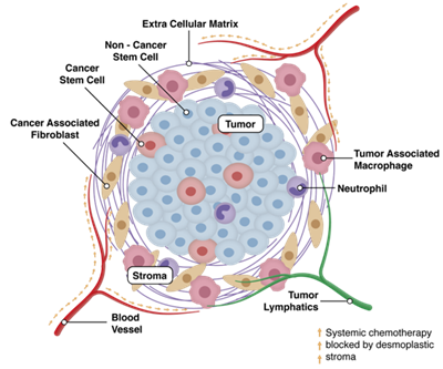Promising Drug Against Pancreatic and Breast Cancers – Hadron