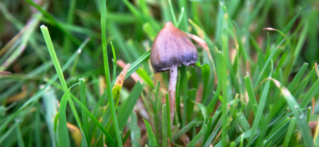 The Evolving Medical Power of Psychedelics - Hadron