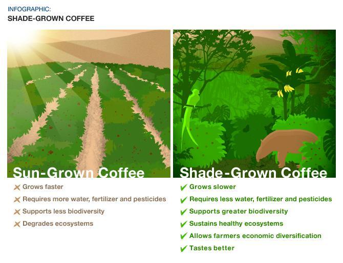 The Impact of A Sip of Coffee - Hadron