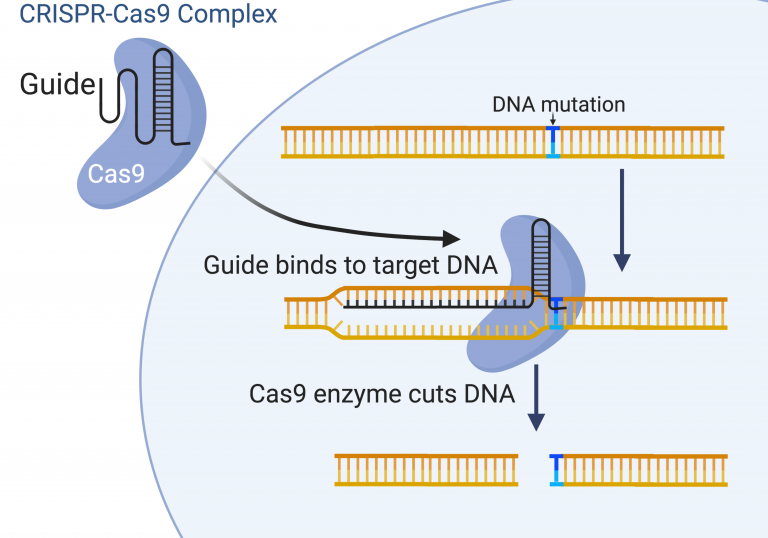 CRISPR-Cas9: The Most Effective Method of Gene Editing - Hadron