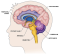 The Neurobiology of Memory: Unveiling the Mysteries of Cognitive Recall ...