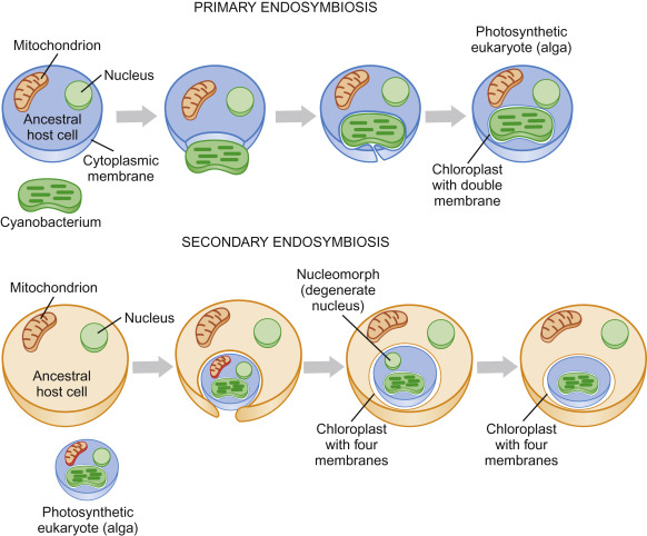 Understanding Artificial Endosymbiosis – Hadron