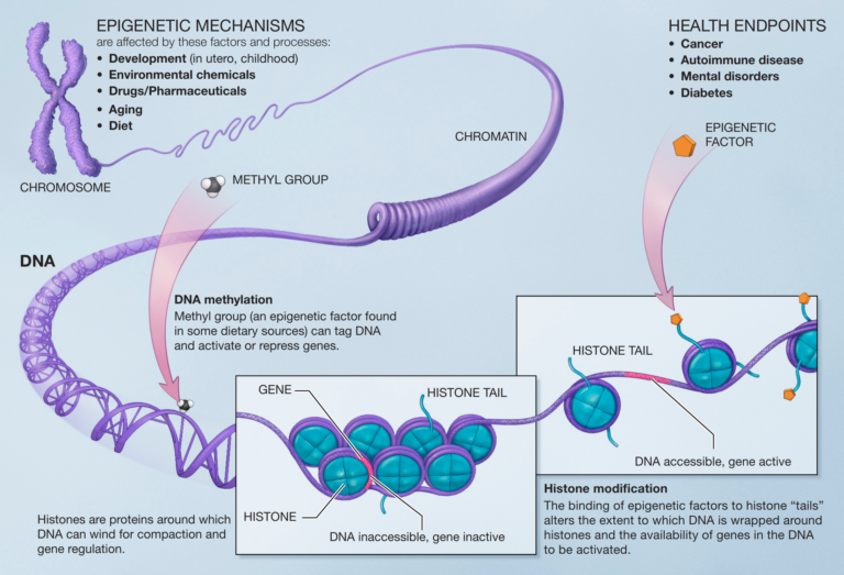 How Our Environment Shapes Our Genes – Hadron