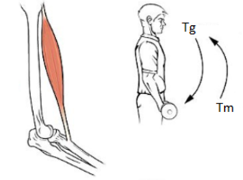 Repetition Tempo for Muscular Hypertrophy – Hadron