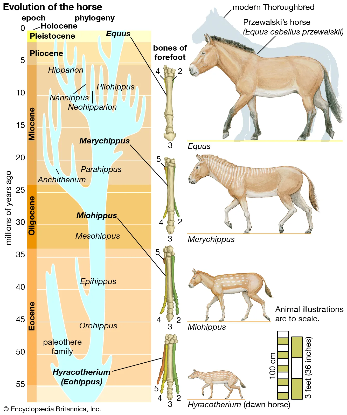 Evolution of the Horse– The Most Complete Fossil Record – Hadron