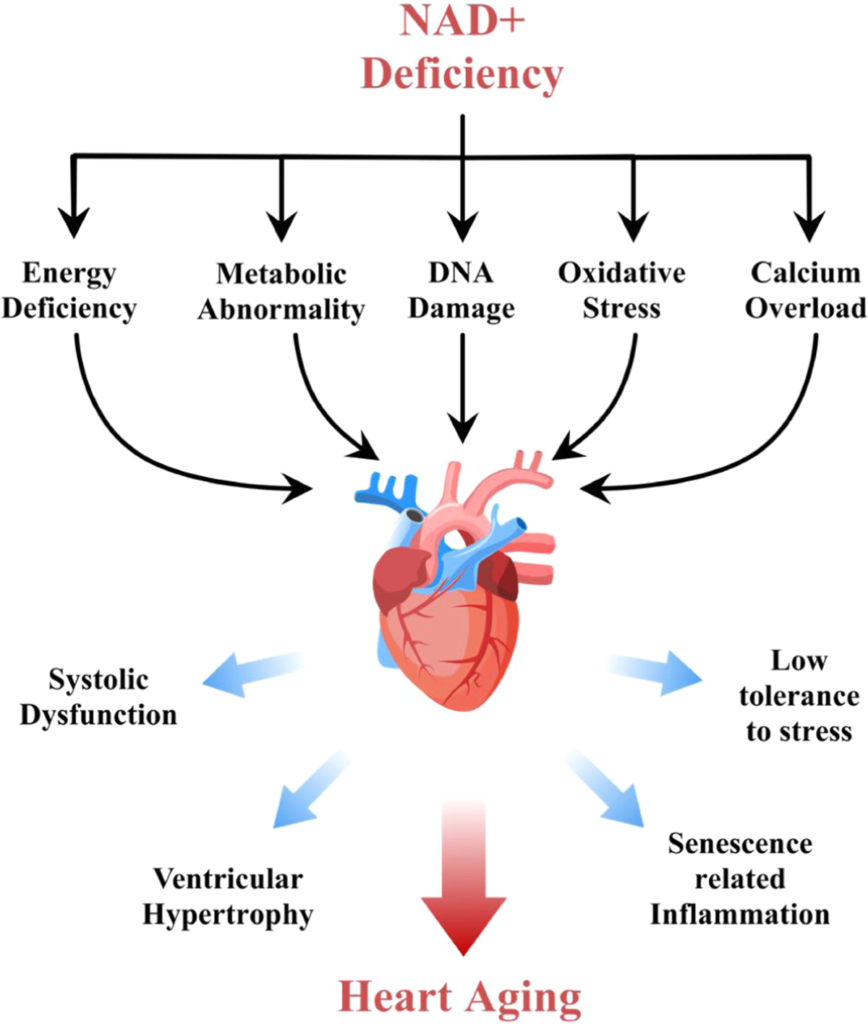 NAD+ Deficiency Linked to Birth Defects and Miscarriages – Hadron