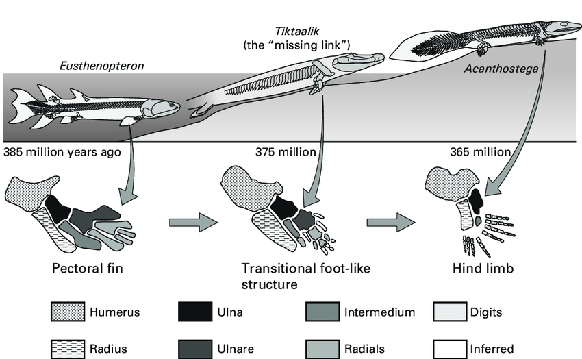 The Discovery of Tiktaalik and its Impact on Evolutionary Biology – Hadron