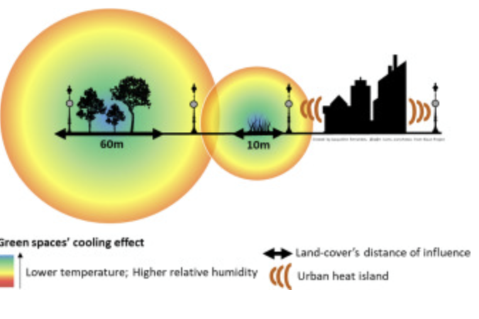 The role of Urban Green Spaces in Combating Climate Changes - Hadron